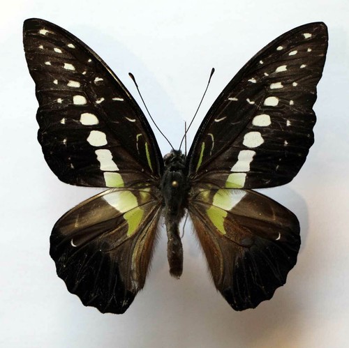GRAPHIUM WALLACEI WALLACEI - unmounted butterfly | eBay