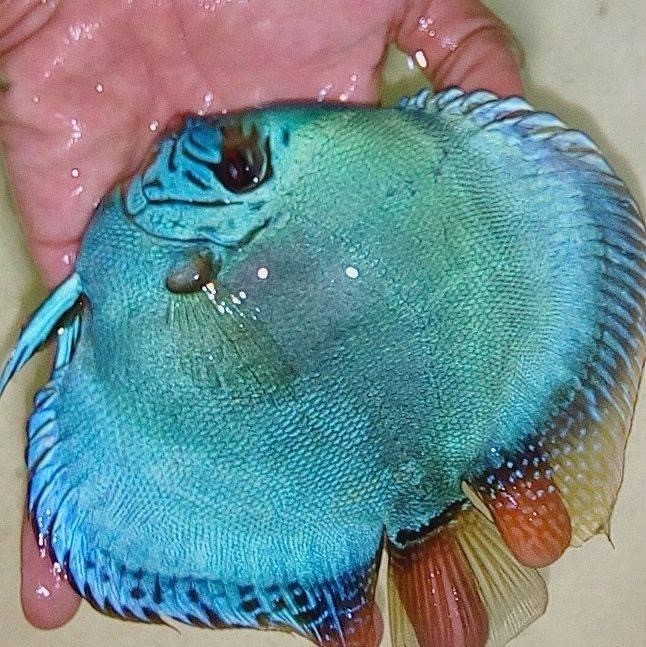 Pack of 1 Live Discus Fish - Blue Dimond Discus - Size 4in - 4.5in -USA ...