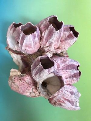 Natural Reef Pink Barnacle Coral Coral Specimen Seashells Coastal Decor ...