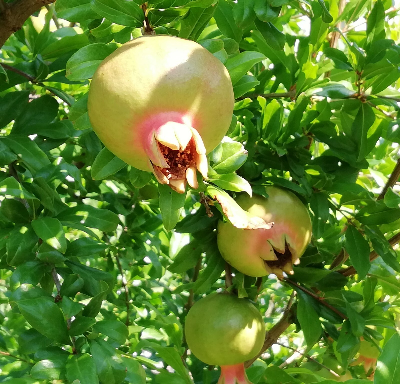 SAMEN exotische Samen Granatapfel Götterfrucht Wintergarten Balkon ...