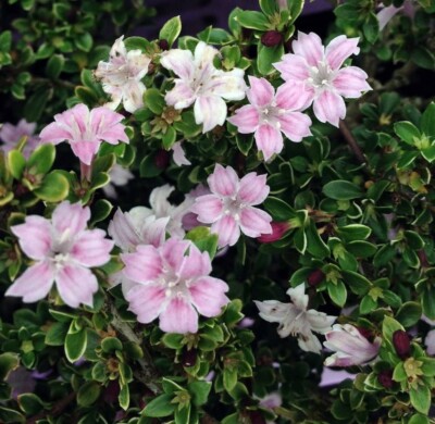 Serissa Tree Pink Mountain House Plant Fairy Garden Plant Bonsai 2.5 ...