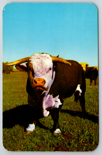 c1960s Hereford Western Ranch Bull Cattle Cow Vintage Postcard | eBay