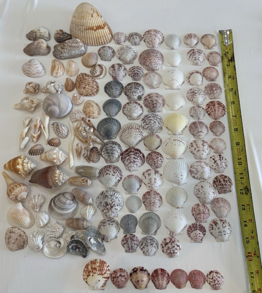 120 MIX ASSORTED SEASHELLS SHELL SANIBEL, FL. 70 ARE SCALLOPS CRAFTS ...