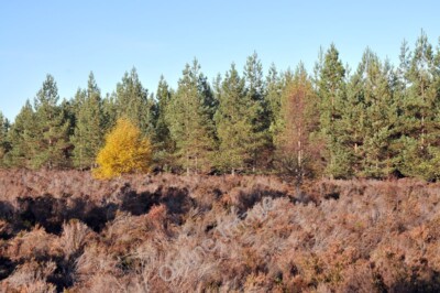 Photo 6x4 Heather and trees near Dulsie Wood Ferness c2010 | eBay UK