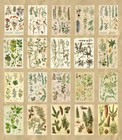 botanical plant retro animal scrapbook DIY paper set scrapbooking DIY ...