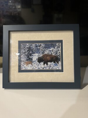 Framed Matted Buffalo Picture | eBay