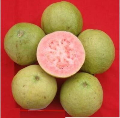 BeauFlora Hybrid Guava ( Punjab Kiran Guava , Layering plant ) 1 Bare ...