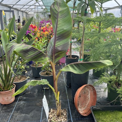 Musa sikkimensis 'Ever Red' - Hardy Banana - Stunning leaves 15cm pot ...