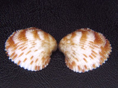 ARCTURELLINA ABYSSICOLA SPECIES: UNKNOWN DEEP-WATER RARITY @ 20.46MM ...