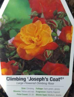 CLIMBING JOSEPH'S COAT 5 gal Yellow Red Live Rose Bush Plants Shrub ...