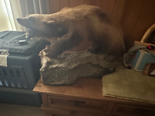 Wolverine taxidermy - Full mount from Alaska | eBay