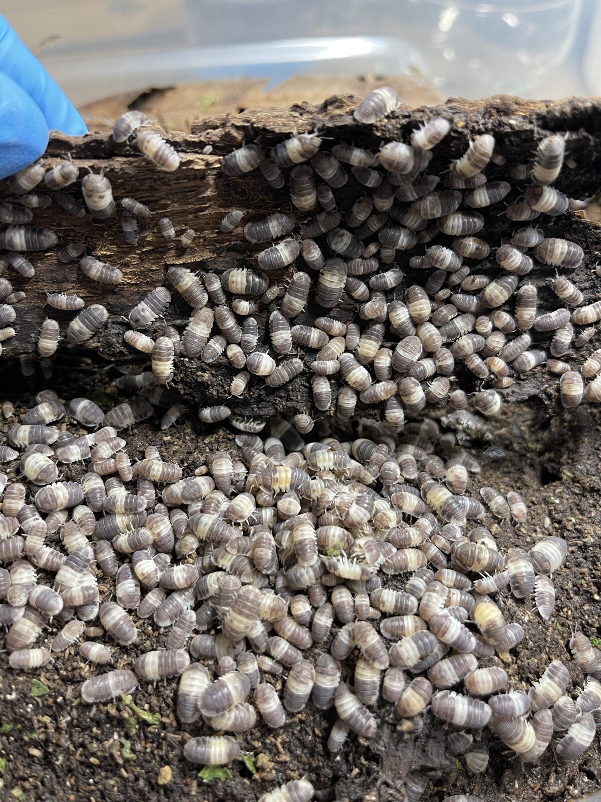 45+ Cubaris Sp. Panda King Isopods~RARE Roly Poly~Pill Bug~Bioactive ...