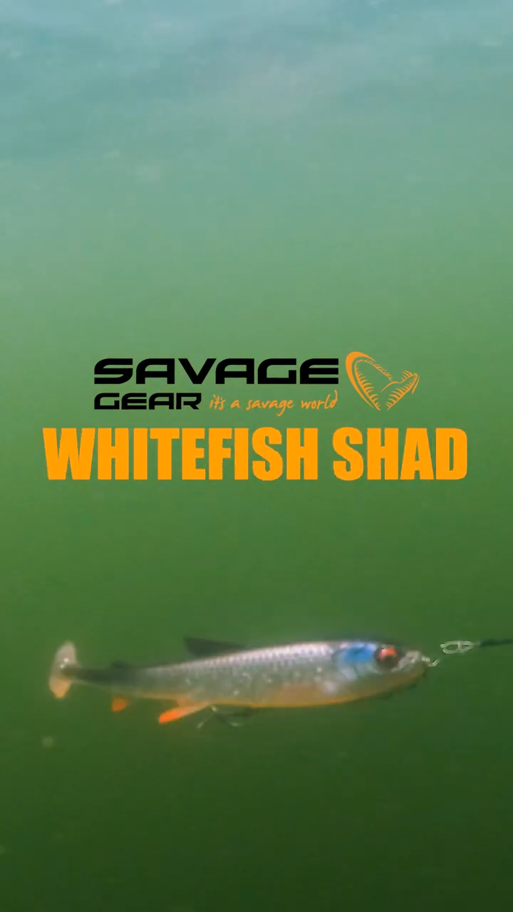 Savage Gear 3D Whitefish Shad - Predator Fishing Lure - NEW | eBay UK