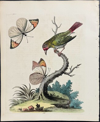 Edwards - Green Gold-Finch & Butterflies. 128 - 1745 Natural History ...