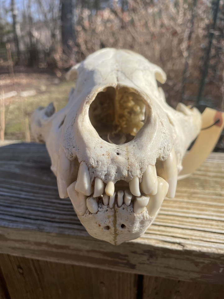 Taxidermy RARE Trophy Africa SPOTTED HYENA Skull Bone African Safari ...