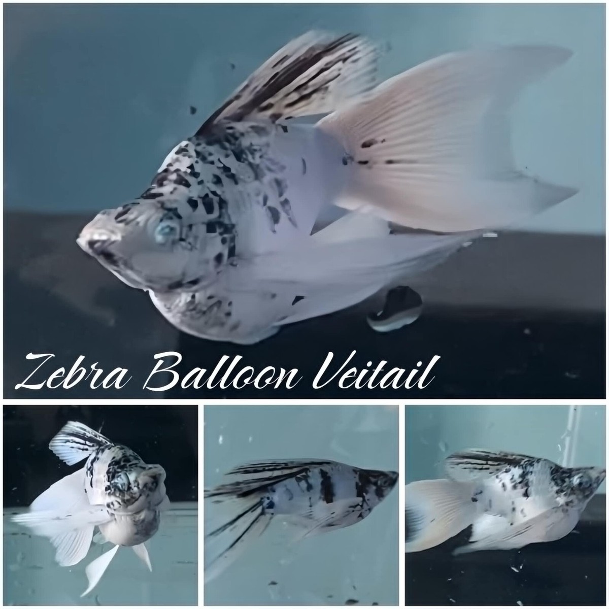 Balloon Molly Fish Breeding