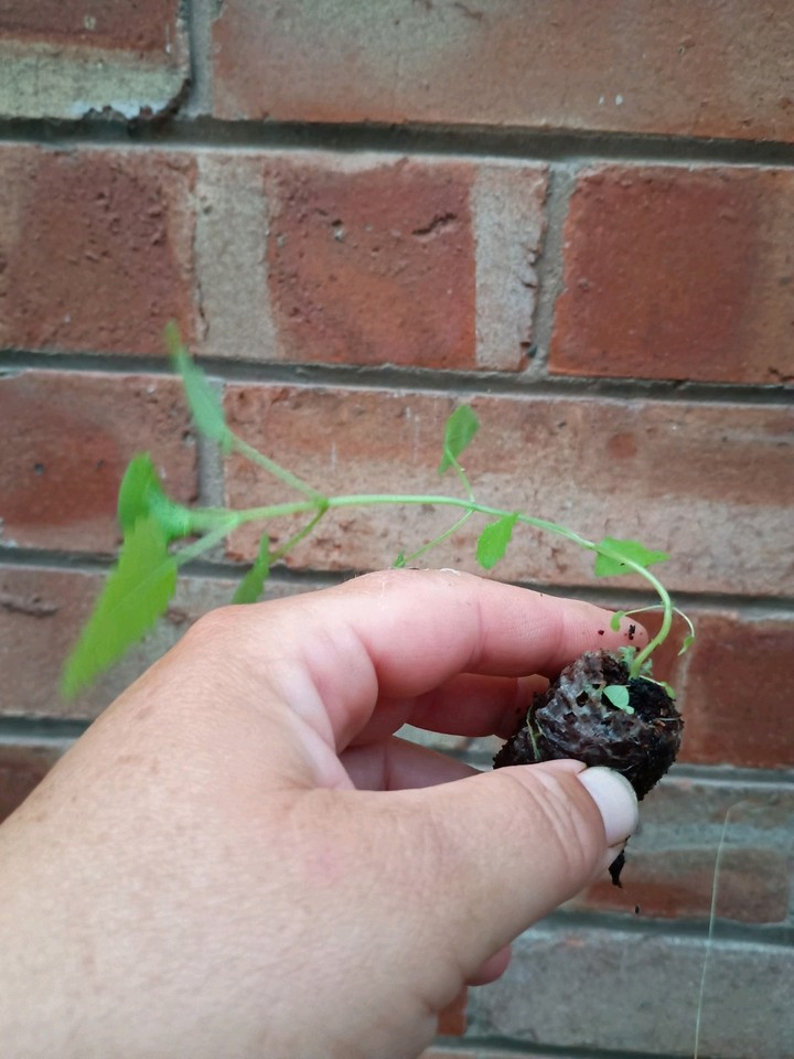 Herb White Catmint x 1 plug plants herb Nepeta cataria catnip bees ...