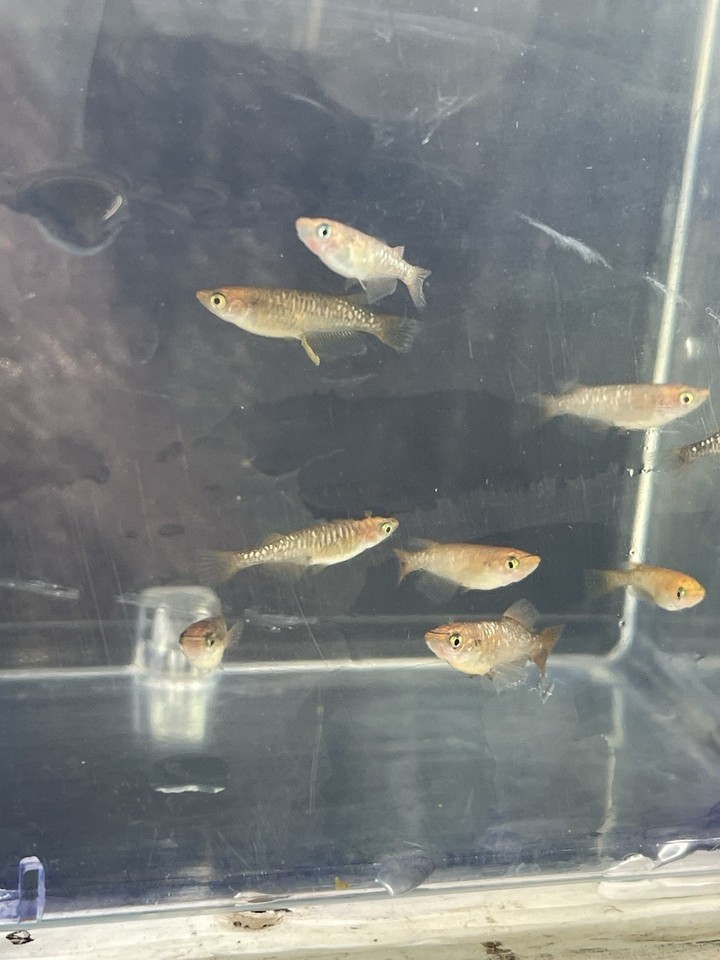 5 +1 Raiko Kagami Uroko Japanese rice Fish (Medaka) Kagami Scale ...