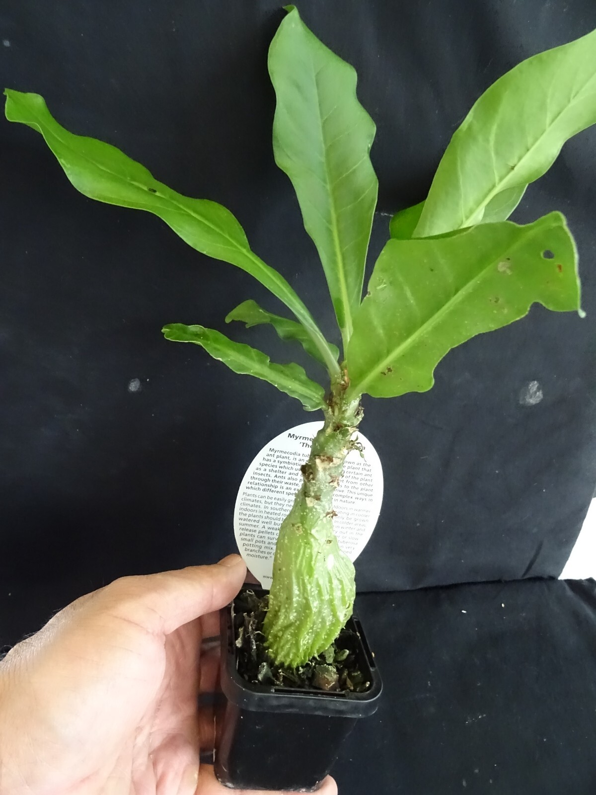 Myrmecodia tuberosa 'The Ant Plant' x 1 | eBay Australia