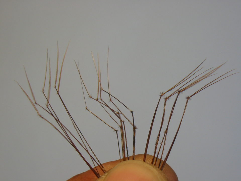 The DADDY Long Leg ***KNOT Tyer*** - High Qaulity BRASS - Ultra ...