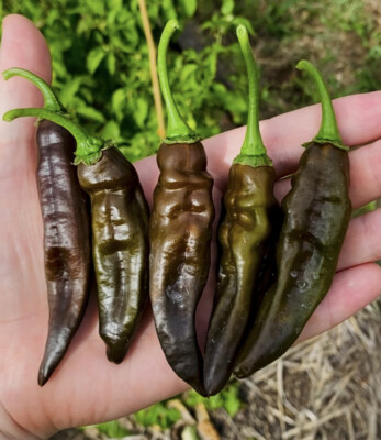 Aji Panca Brown Chilli 10 Seeds Rich Chocolate Pepper Australian Grown ...
