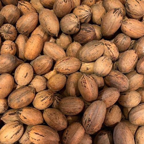 3-20 lbs Fresh Crop in-shell “Greenriver-Posey-Major” Pecans Indiana ...