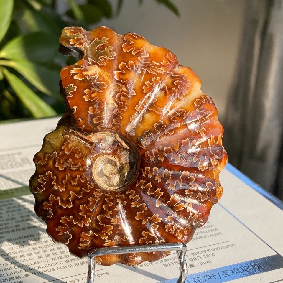 110g Top Natural Horn Screw Fossil Ammonite Conch Crystal Specimen ...