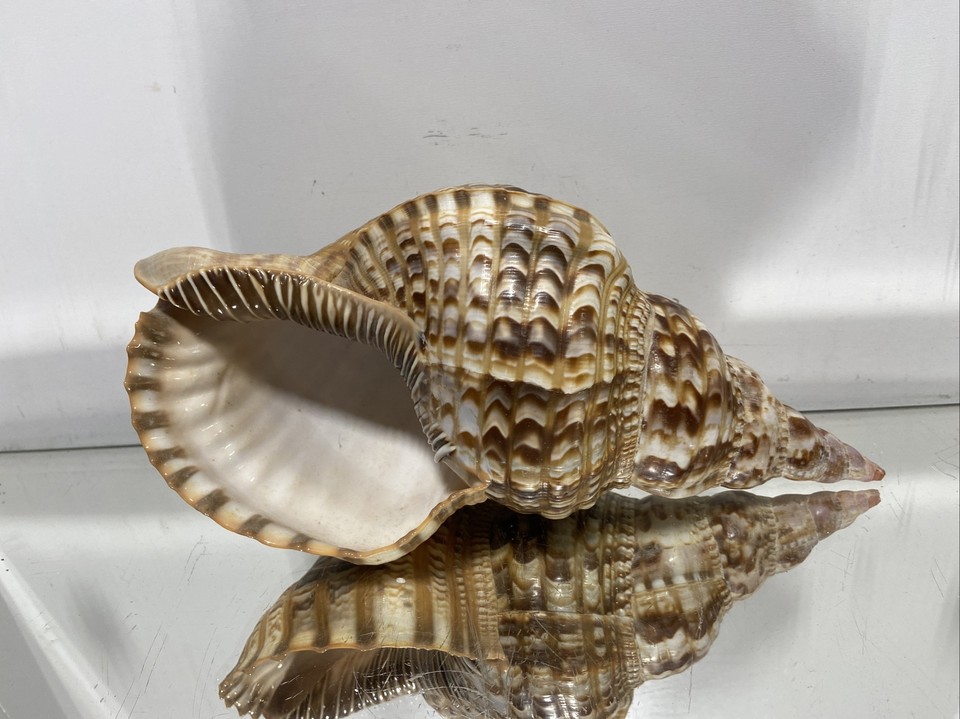 XL Seashell Large Size From Collection Rare and Beautiful | eBay