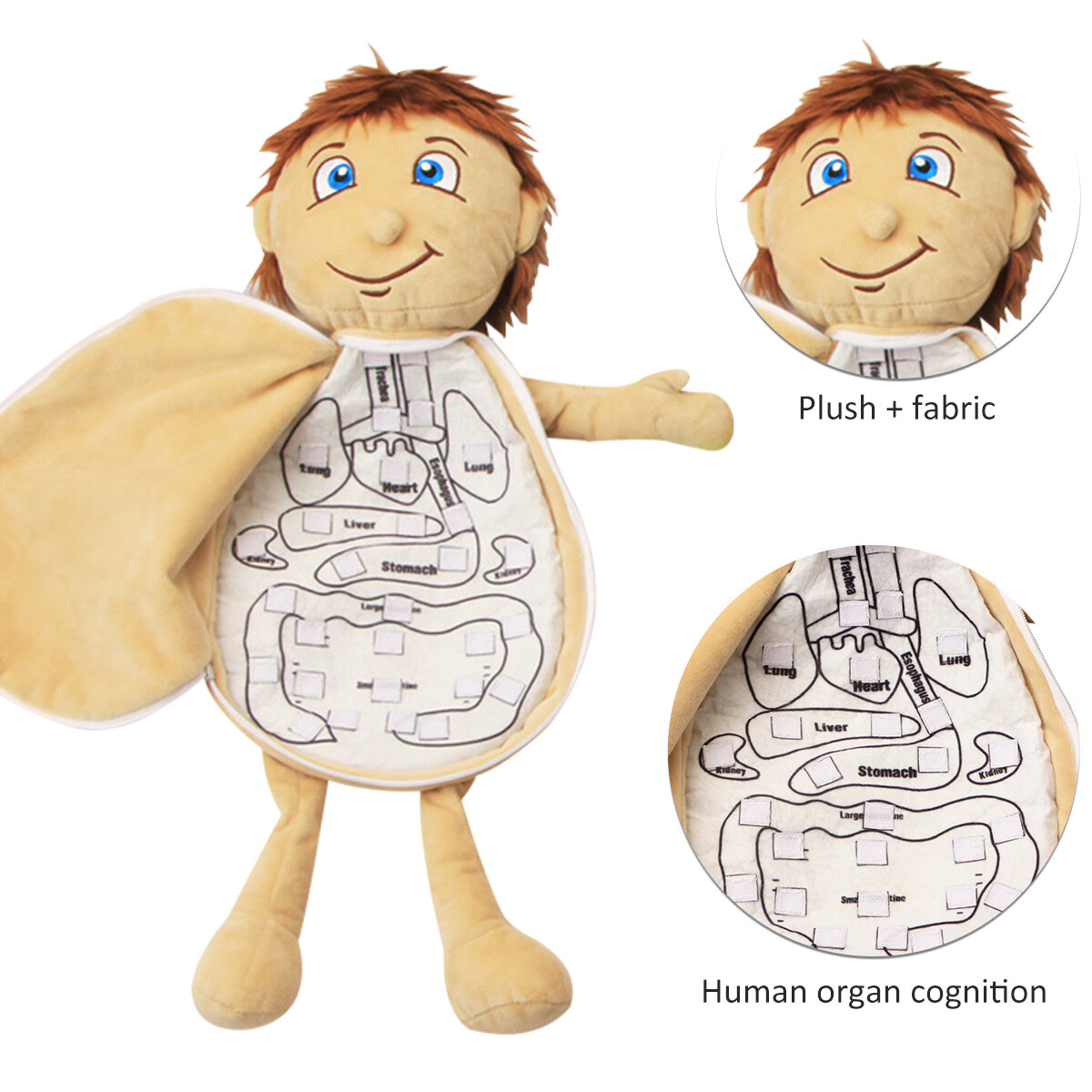 3D Organ Toy Set for Human Organ Recognition Anatomy Toy Early ...