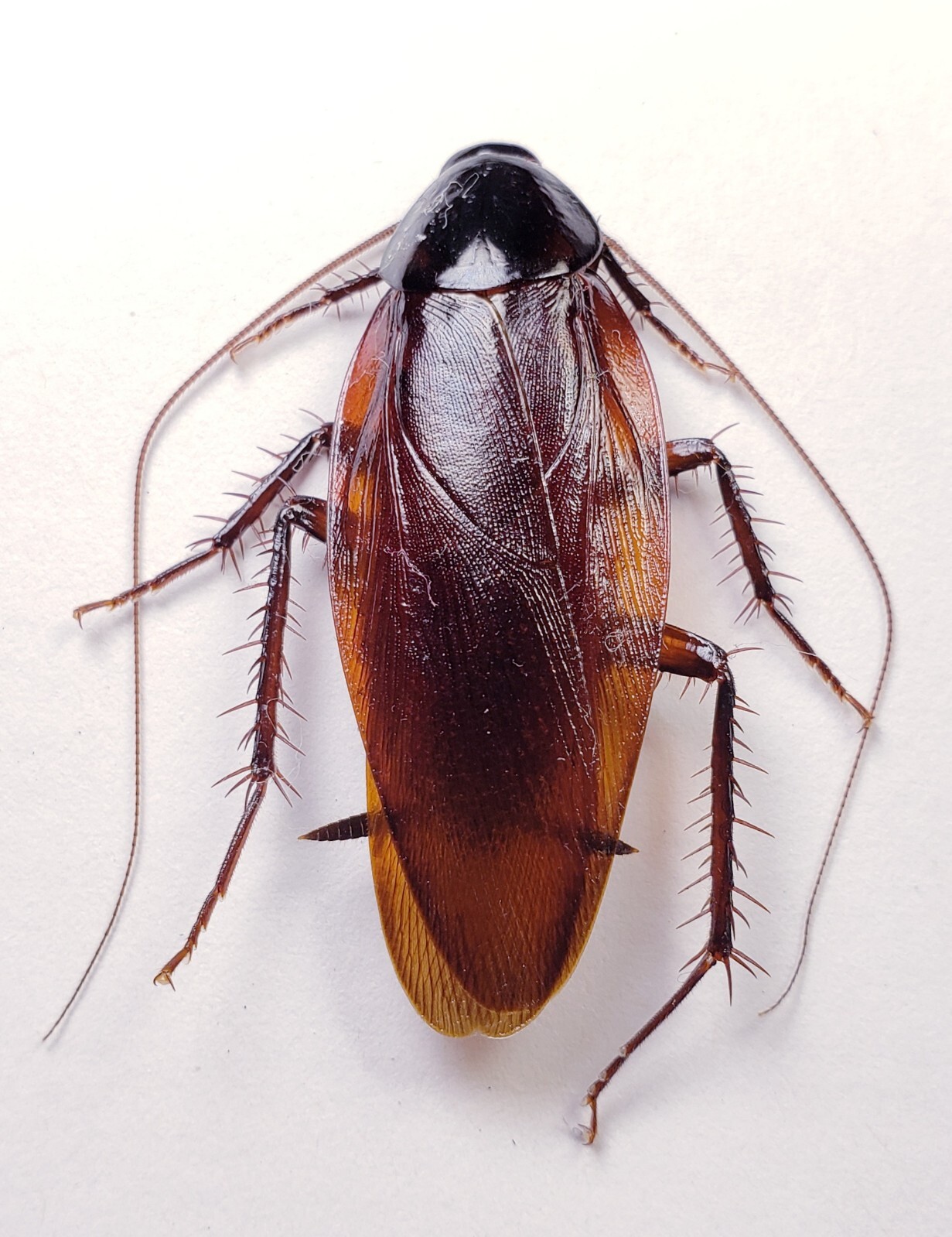 Smoky Brown Cockroach