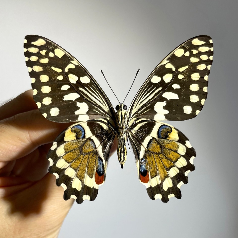 Papilio demodocus RARE ABERRATION FEMALE FROM KENYA (UNDERSIDE) | eBay