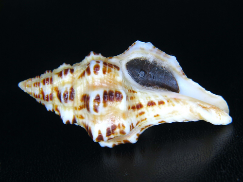 LATIRUS POLYGONUS: OKINAWAN W/OPERC VERY VIBRANT COLORS @ 51.92MM! | eBay