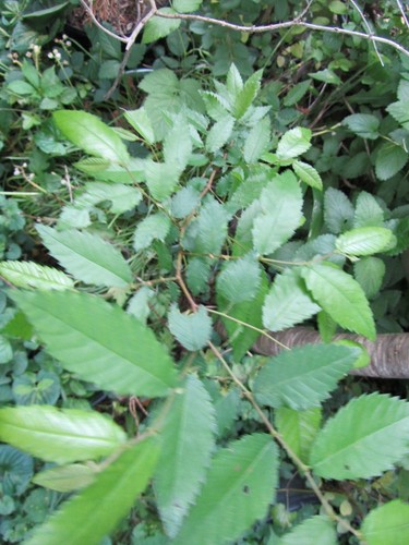 1 PLANT WINGED ELM TREES LIVE SAPLINGS ORNAMENTAL SHADE CORK WAHOO ...