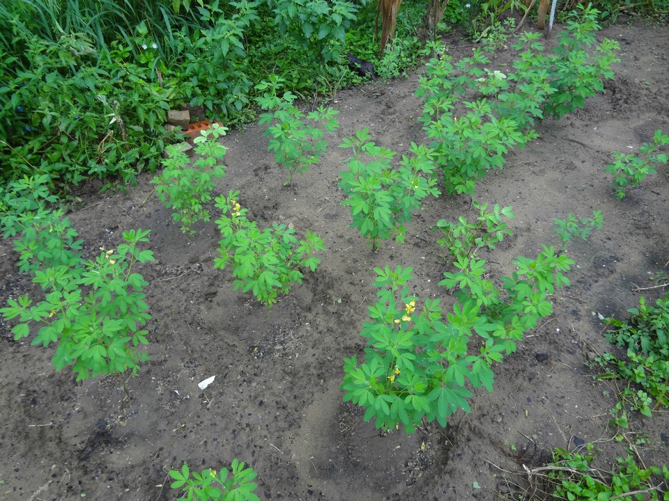 Mexican Chipilin Chepil, RARE Mayan HEIRLOOM Vegetable C. longirostrata ...