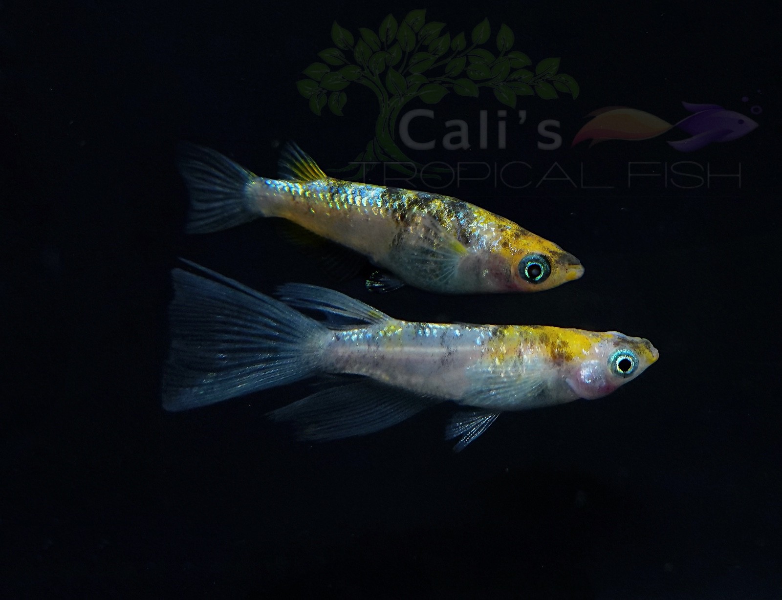 Cresent Moon RLF (Real Long Fin) - 3+1 (FREE) - live medaka japanese ...