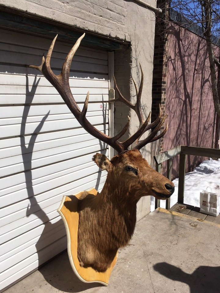 Vintage 80" x 48" 7 x 7 Point Elk Head Shoulder Mount Taxidermy Hunting ...