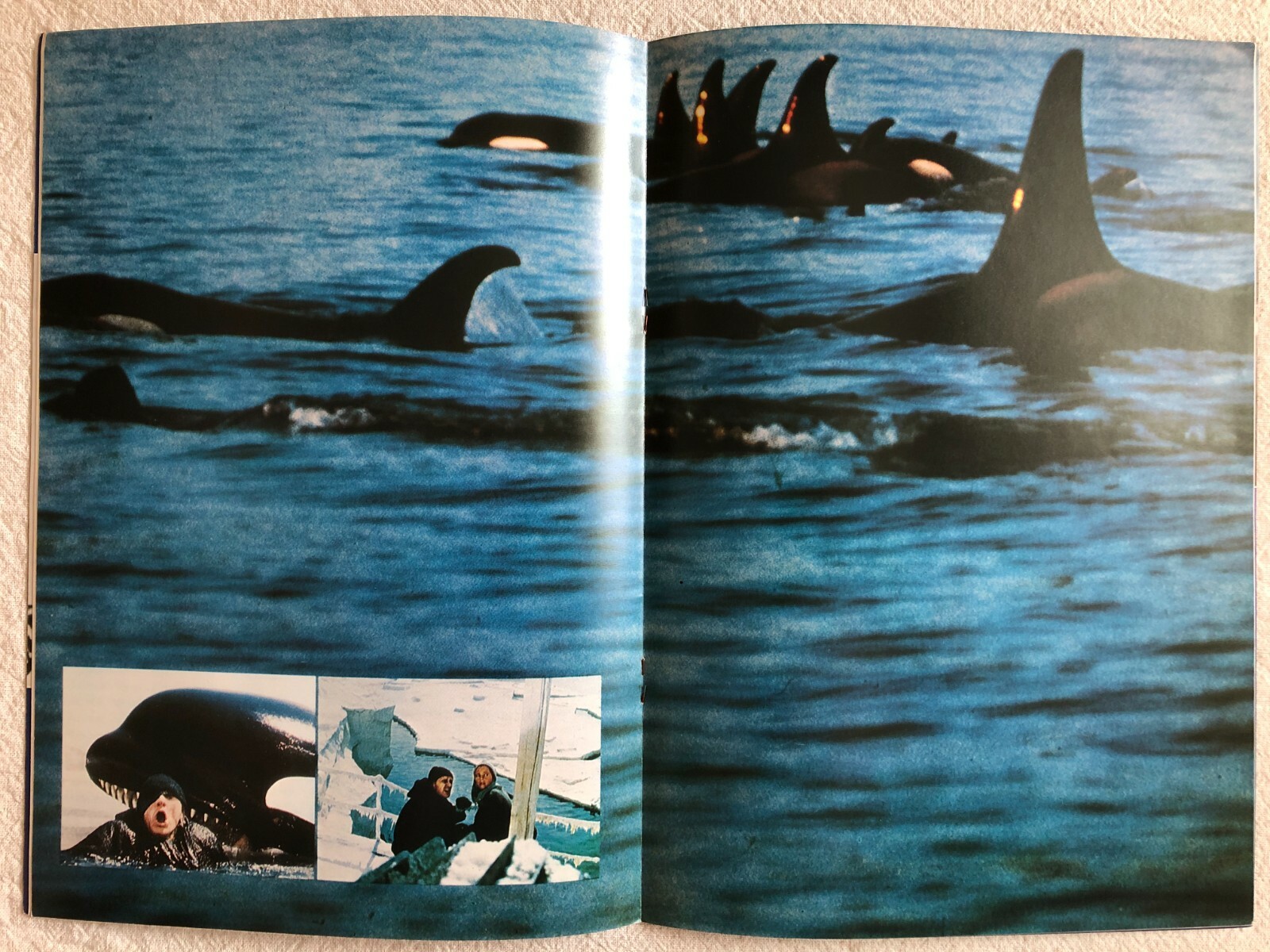 Orca Movie Program 1977 Book Japan Richard Harris Charlotte Rampling | eBay
