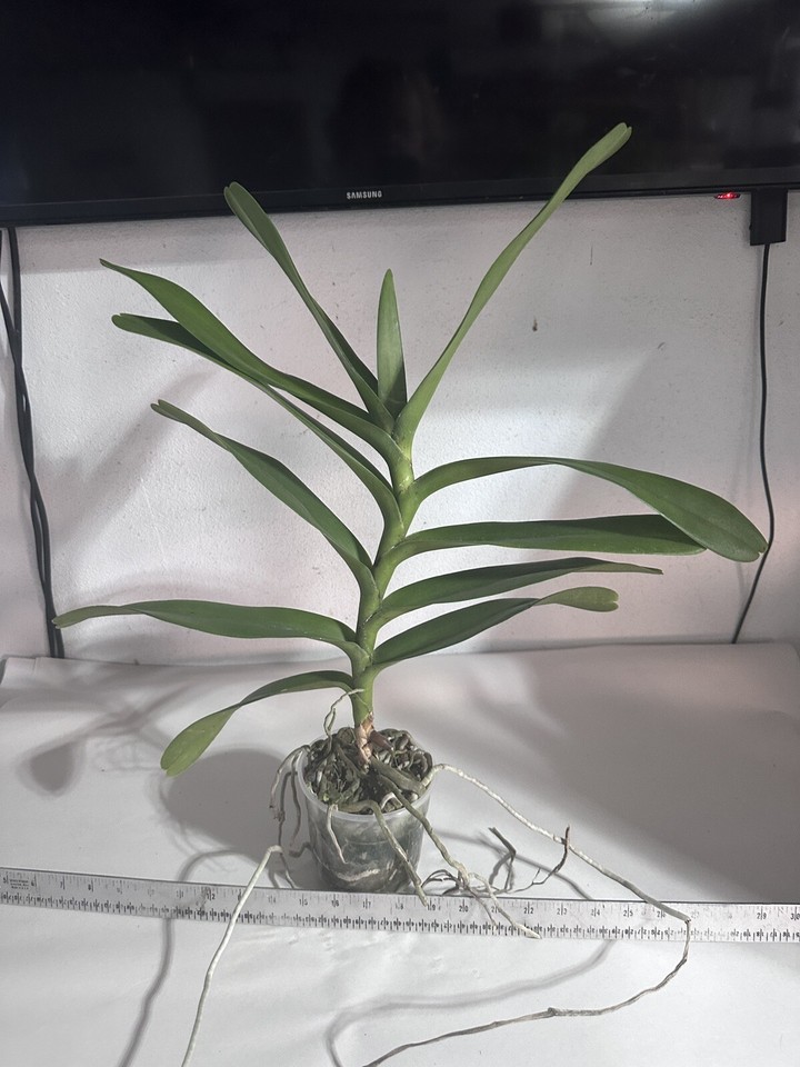 Renantanda Kalsom Red Dragon Orchid Blooming Size Vanda Species Plant H ...