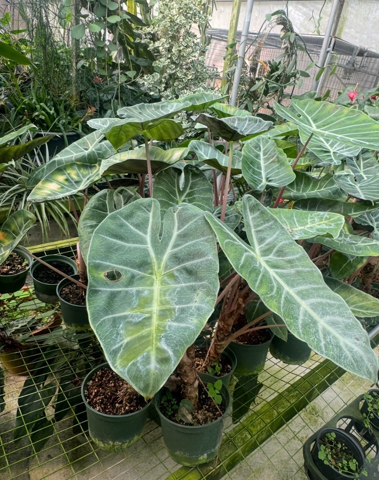 Lot of Three (3) Different Alocasia Corms - You Pick! Labeled and ready ...