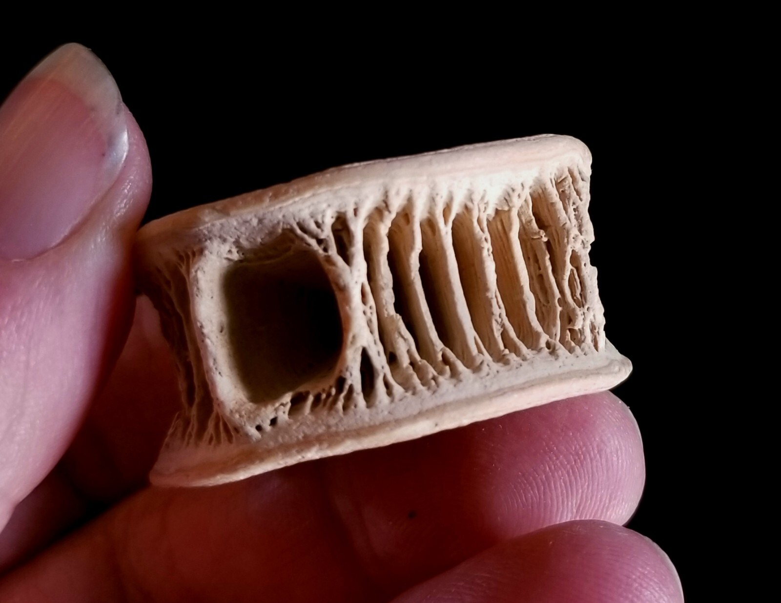 16 Calvert Cliffs MD Fossil Lot Shark Whale Dolphin Bone Teeth Early ...