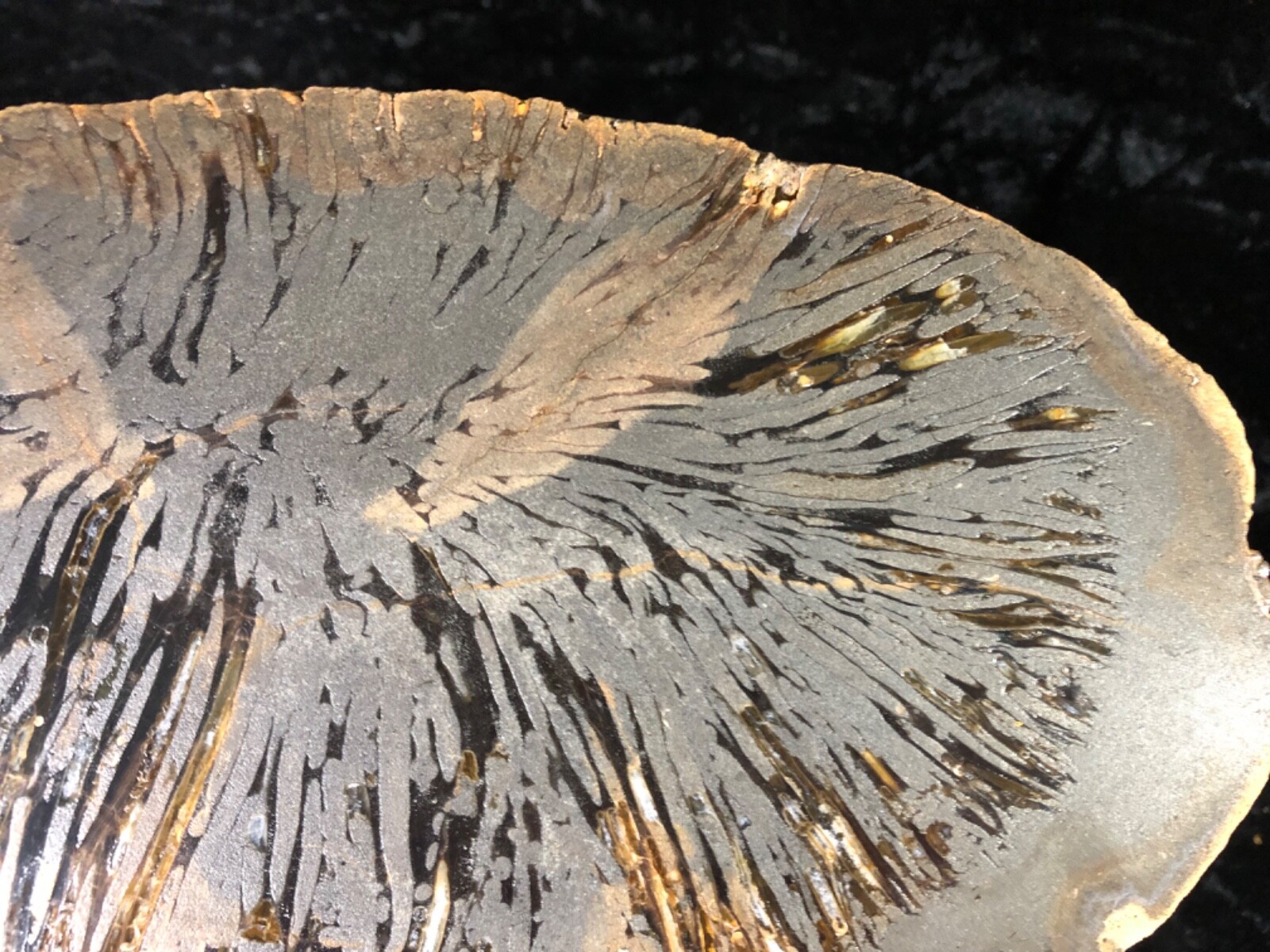 Teredo Bored Petrified Wood N. Dakota, Canon Ball Formation 8.75”x5.25 ...