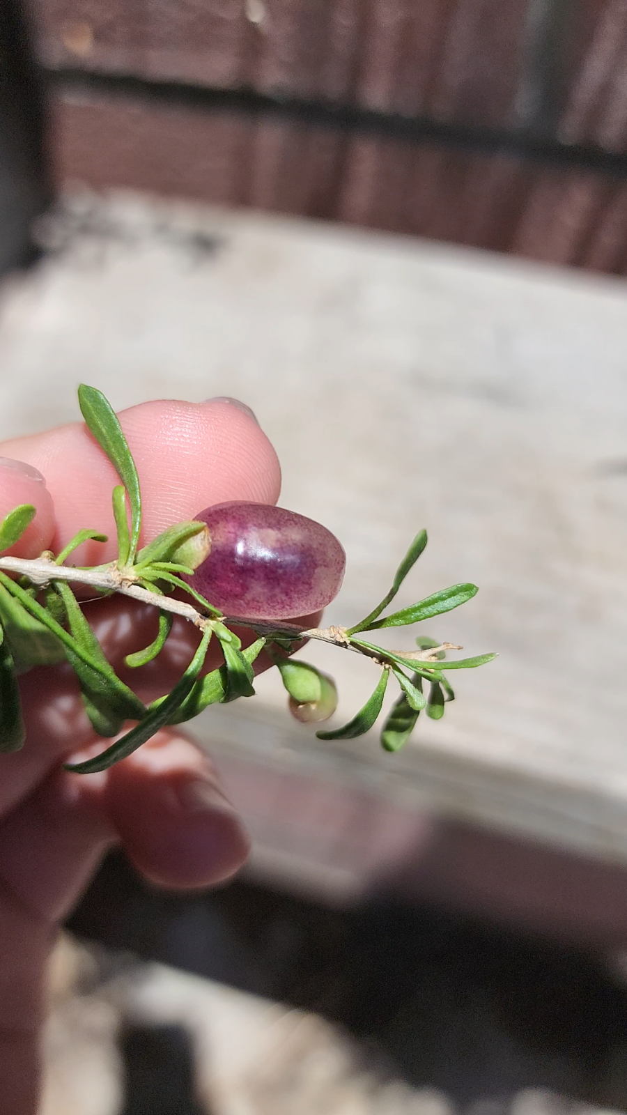 (2) Goji Berry "Stardust" Unique Fruit *Novel Variety*4-inch pot* | eBay