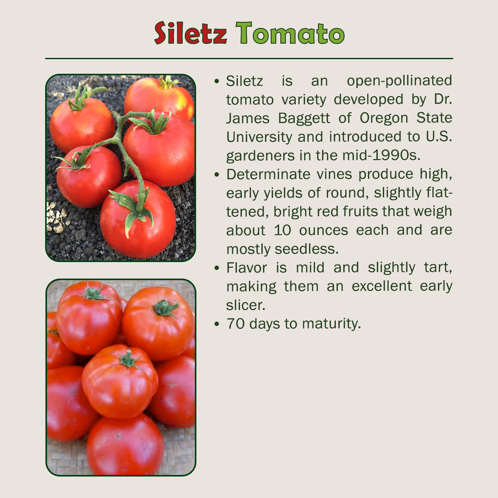 10 Siletz Tomato Seeds, Organic, Open-Pollinated, Non-GMO, Genuine USA ...