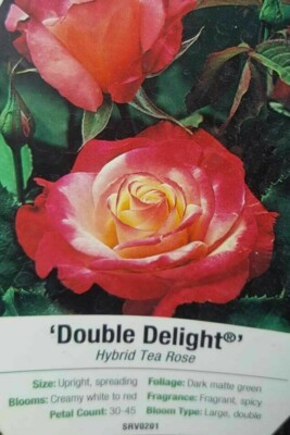 Double Delight Rose 3 Gal. Red White Live Bush Plants Hybrid Tea Plant ...