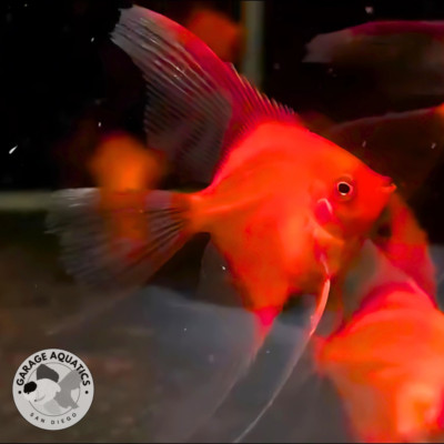 Live Fancy Fish – Sunset Longfin Angelfish – Rare Line-Bred ...