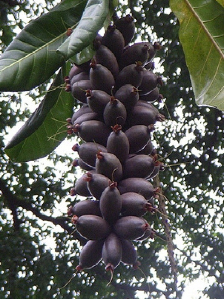 ~YUM YUM~ Barringtonia edulis Cut Nut, Rare Borneo Flowering Fruit Tree ...