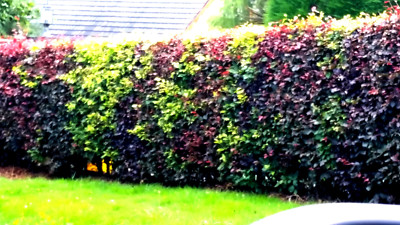 50 Mixed Green & Purple Beech Hedging Plants 2-3ft Fagus Sylvatica ...