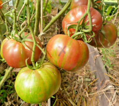 Harvard square Tomate Fleischtomate 10 Samen aus eigenem Anbau 2024 ...