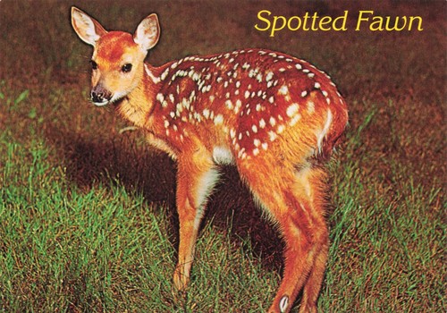 Postcard Spotted Fawn Deer Forest Woods by Richard C. Miller Wildlife ...
