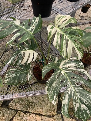 Monstera Albo ~Mint Variegation~ | eBay